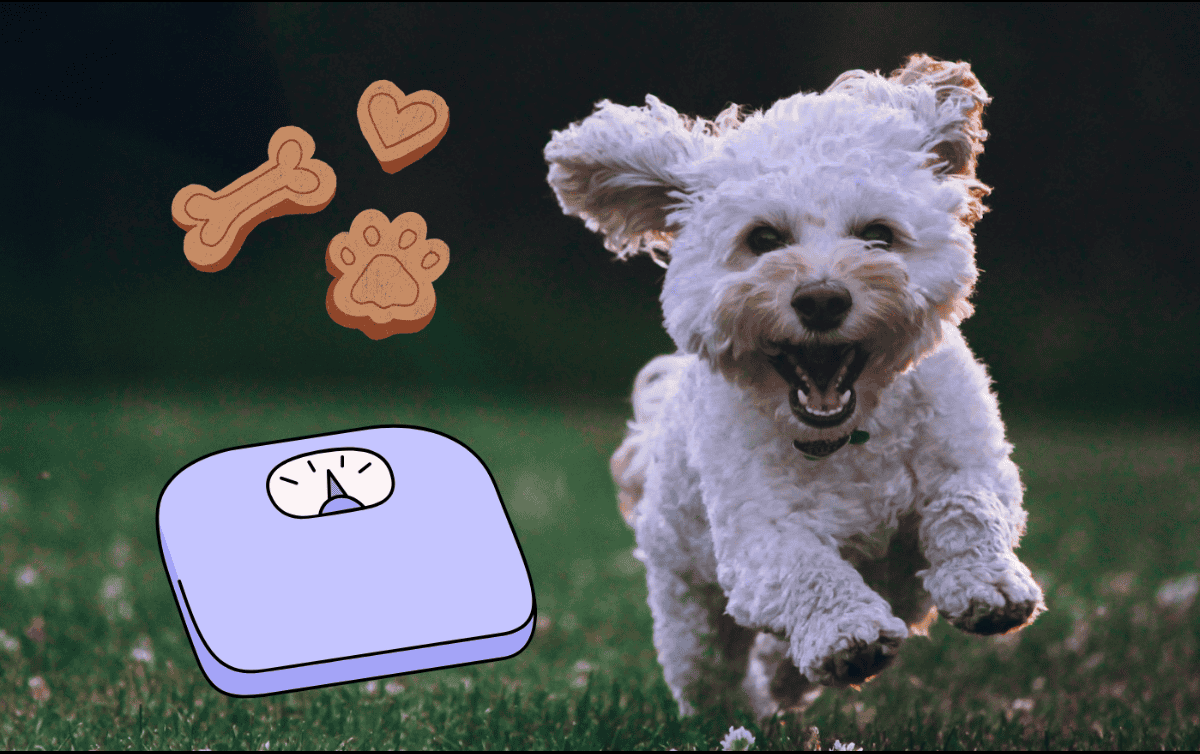 Mascotas: ¿Sabes cuál es el peso ideal de tu perro? | El Informador