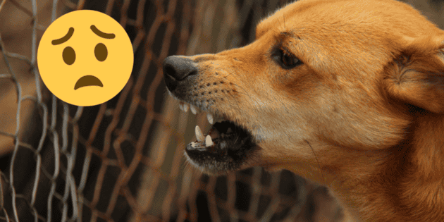 ¿Por qué la enfermedad de la rabia sigue siendo letal en la actualidad ...