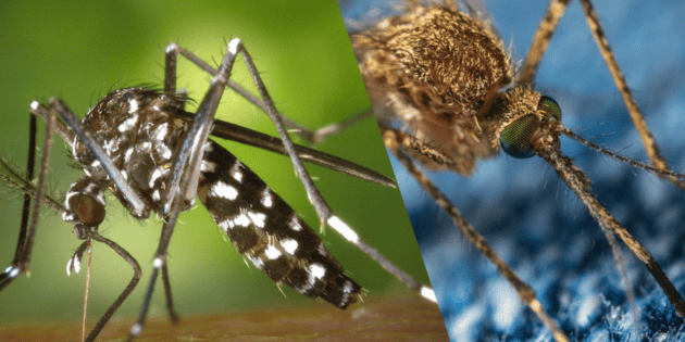 Careful! This is what the main dengue-transmitting mosquito looks like ...