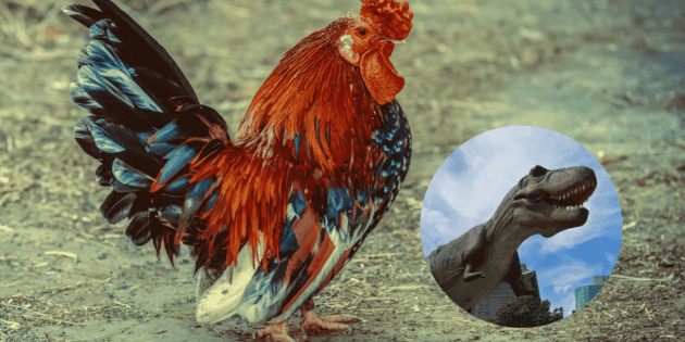 Científicos quieren 'revivir' a un dinosaurio a través de un pollo | El ...