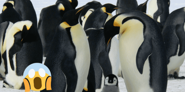 The first emperor penguin appears on an Australian beach - Paudal