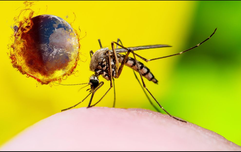 Dengue: Estudian impacto del cambio climático en el mosco transmisor ...