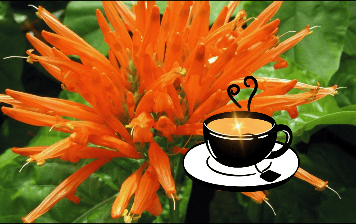¿Para qué sirve el té de muicle? | El Informador