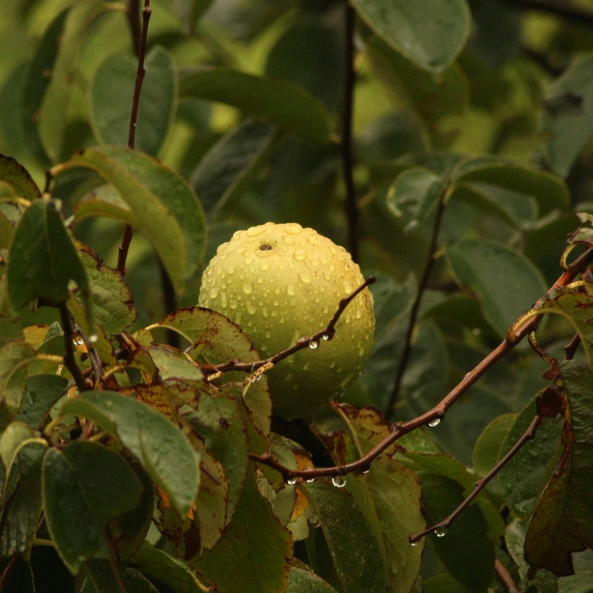 guayaba arbol caracteristicas