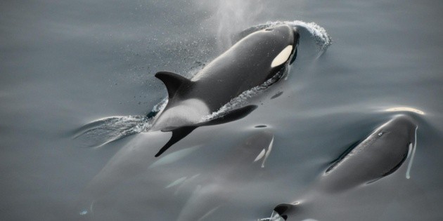 Manada de orcas desarrolla extraordinarias habilidades de caza | El ...