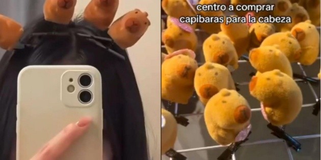 Viral: Esta es la razón de que los capibara se hayan hecho virales en ...