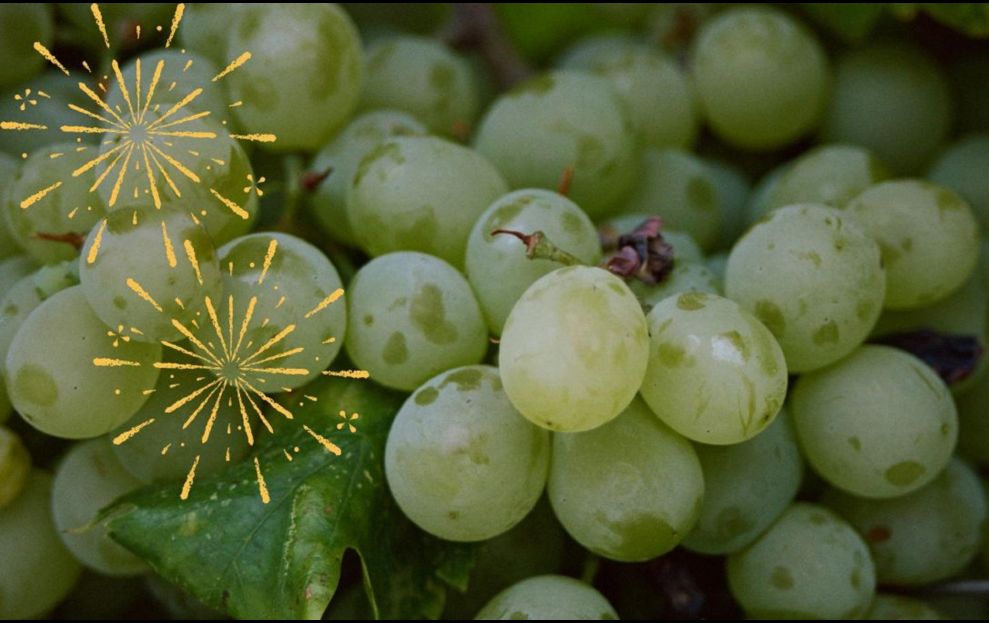 Año Nuevo: ¿Uvas rojas o verdes? Conoce los beneficios de comerlas | El ...
