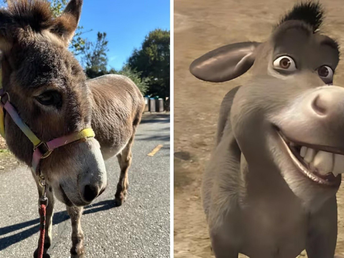 Cara De Burro Shrek 20 Ways To Speak Like A Nicaraguan Insider