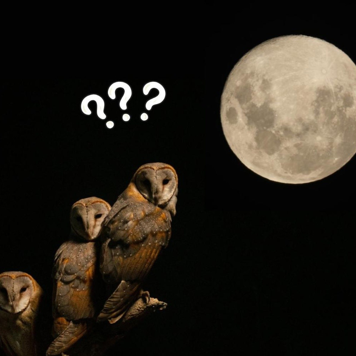 Luna Animales Naturaleza Fauna