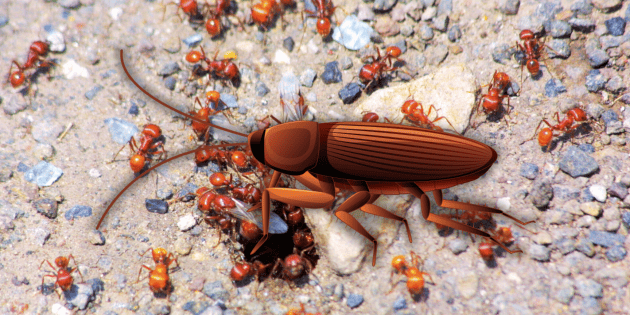 Los insectos que se propagan en casa durante febrero | El Informador