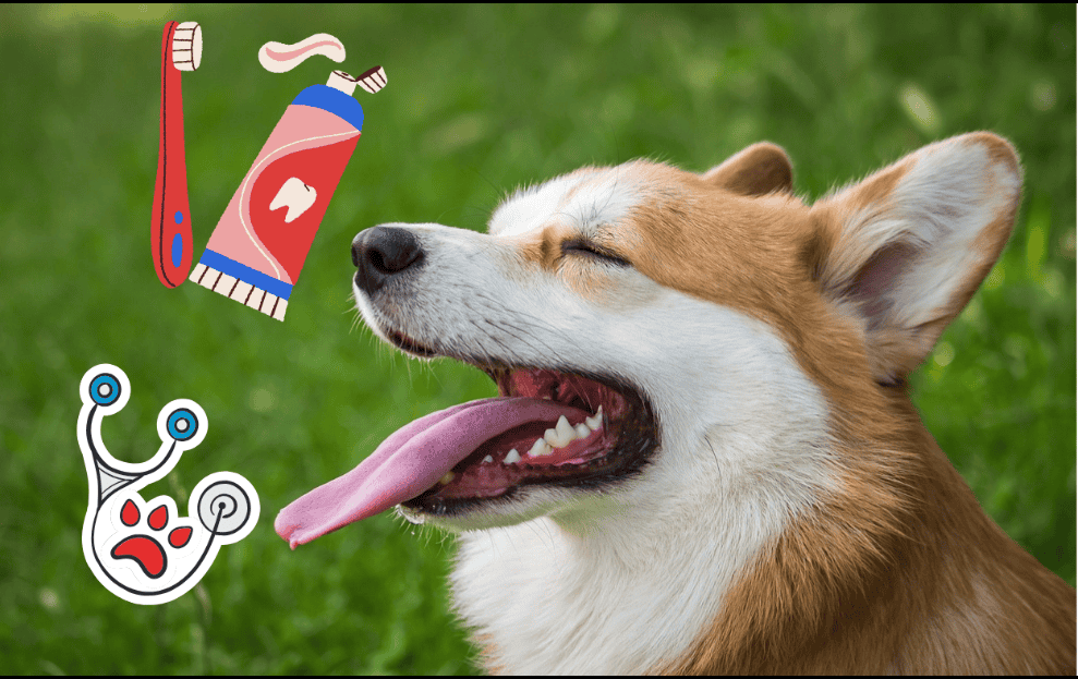Mascotas: ¿Cómo eliminar el mal aliento de tu perro? | El Informador