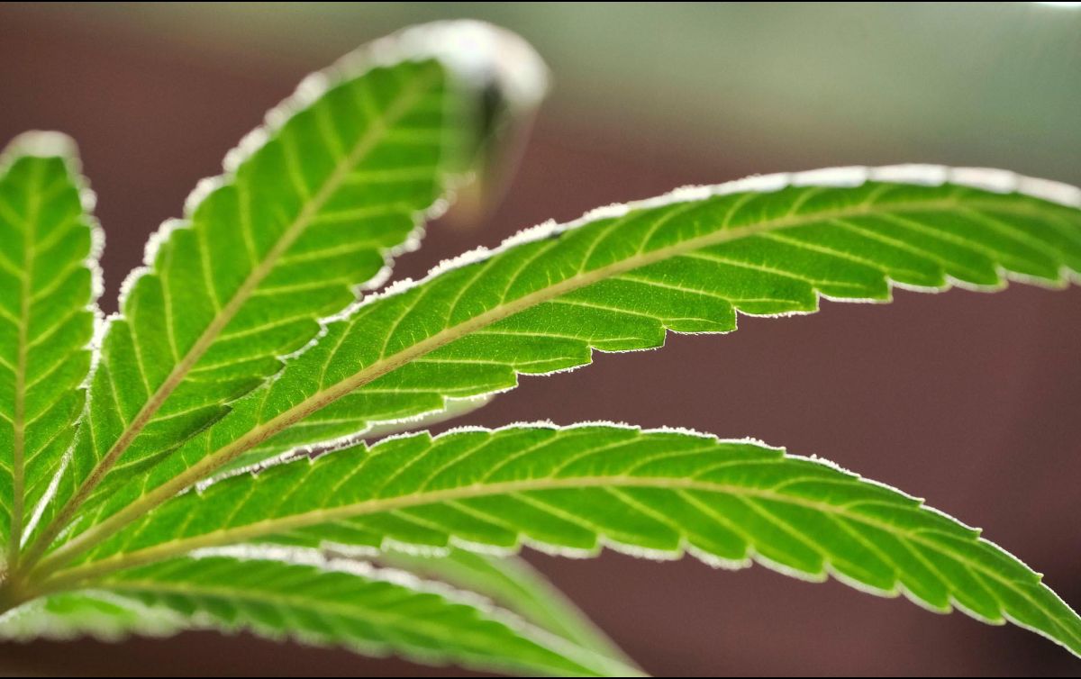 ¿Cuáles son los efectos del cannabis en la salud? | El Informador