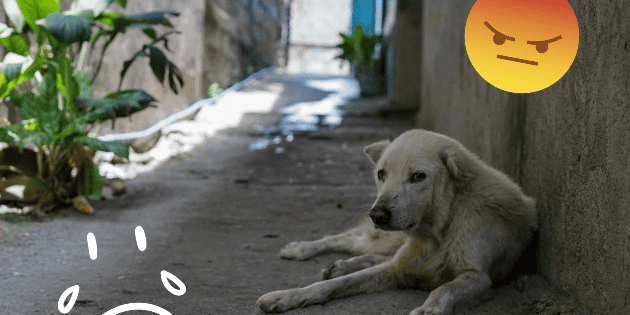 VIDEO exhibe a una pareja robando comida de perritos callejeros | El ...