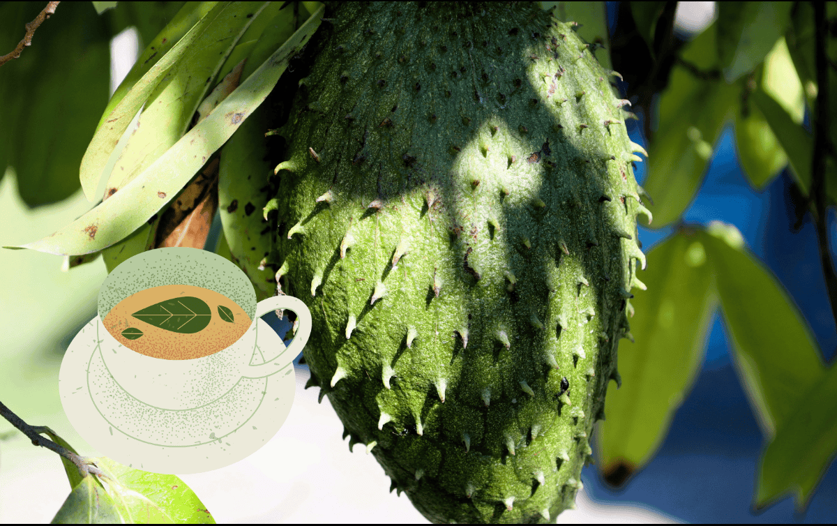 Beneficios del té de hoja de guanábana | El Informador