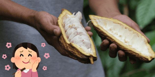 Cacao: Conoce sus tipos, usos y beneficios | El Informador