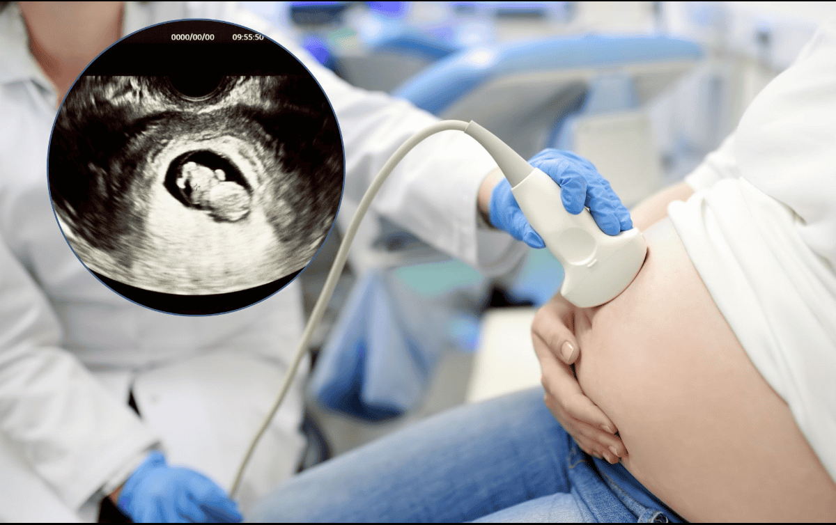 Embarazo: Éste es el orden en que se desarrollan las partes del cuerpo ...