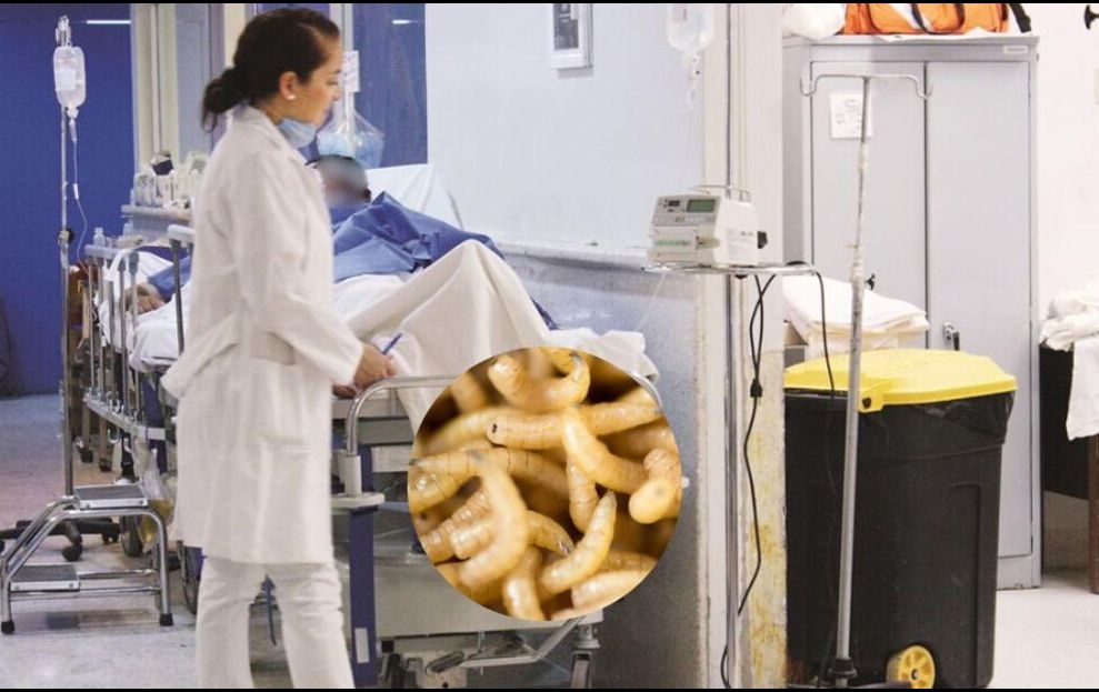 Gusano barrenador: Confirman 17 casos de miasis en humanos en estos ...