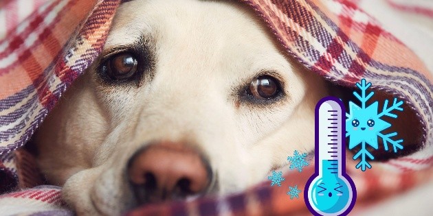 Mascotas: Este es el lugar ideal para que tu perro no pase frío en casa ...