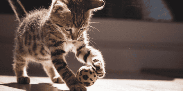Mascotas: ¿Por qué les dicen michis a los gatos? | El Informador