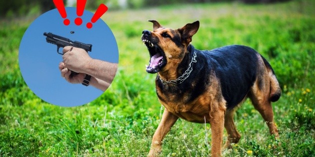 Viral: Repartidor es herido a balazos por haber pateado a perro ...