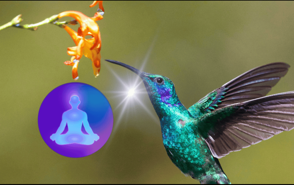 ¿Cuál es el significado espiritual de un colibrí? | El Informador
