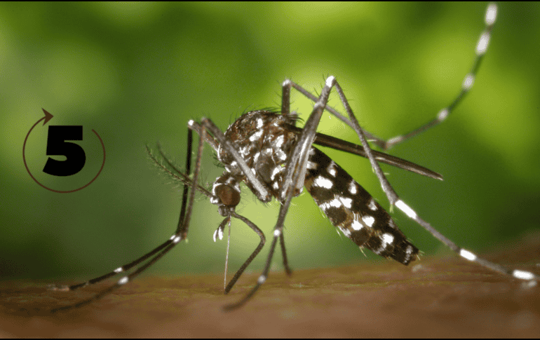 Dengue: Estudio de la UdeG revela ciclos del mosquito transmisor y ...