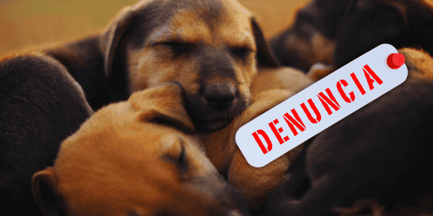 ¿Cómo reportar maltrato animal en México? Guía rápida y números | El ...