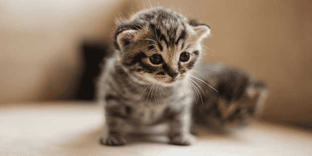 ¿Cómo saber la edad de tu gatito? | El Informador