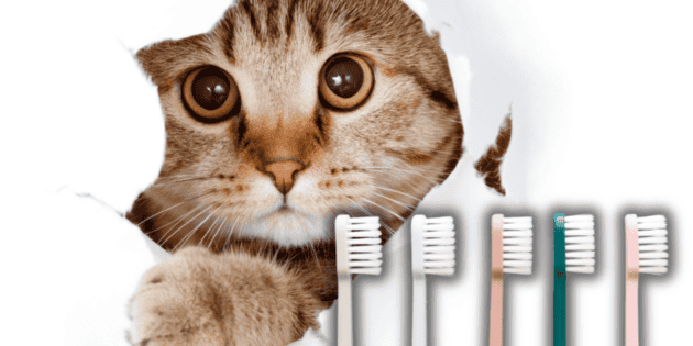 ¿Cuál es la forma correcta de cepillar los dientes de un gato? Guía ...