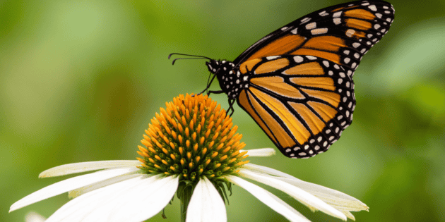5 plantas que atraen a las mariposas de forma natural a tu jardín | El ...