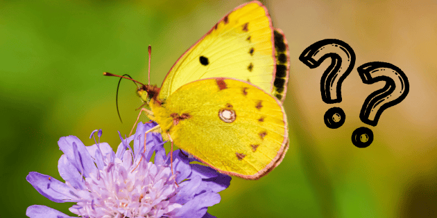 Espiritualidad: El verdadero significado de ver mariposas amarillas ...