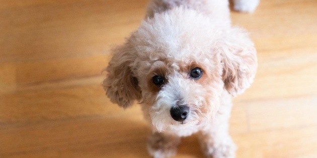 5 razas de perro que no sueltan pelo: guía por pelaje, tamaño y ...