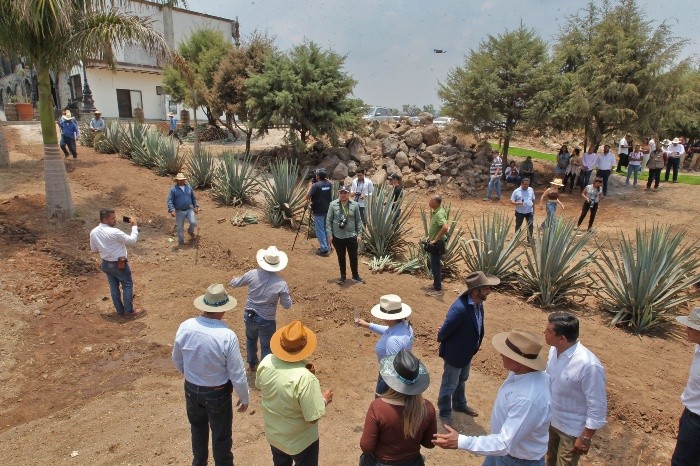 ¿Cómo vestirse para ir a Tequila, Jalisco? | El Informador